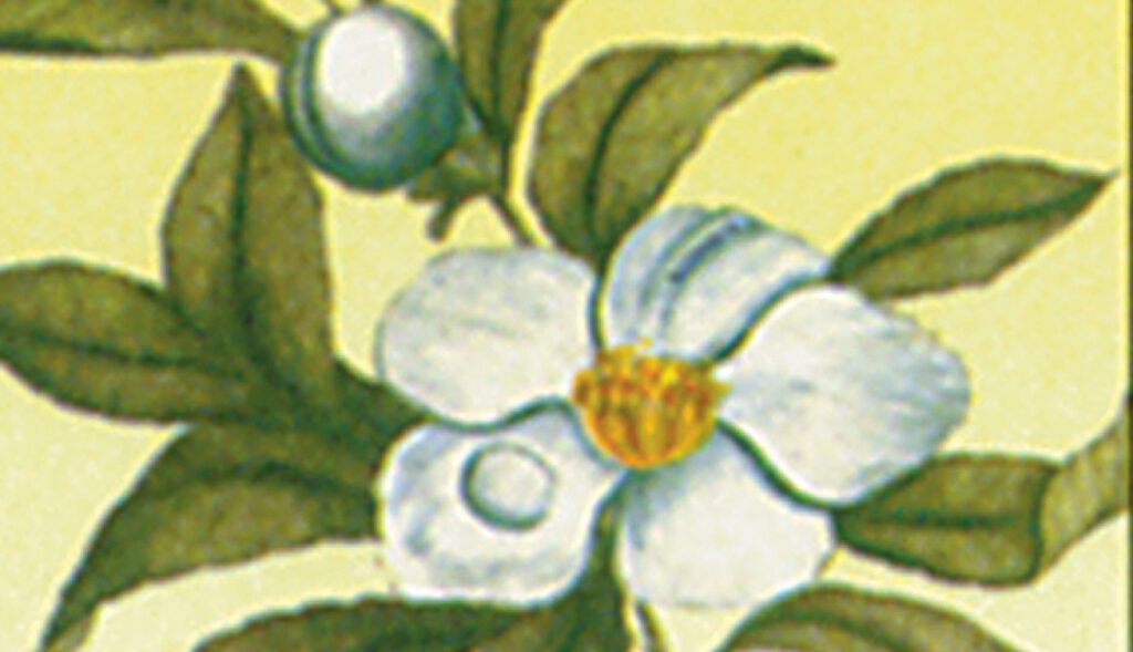 Birth of John Bartram — Mystic Stamp Discovery Center