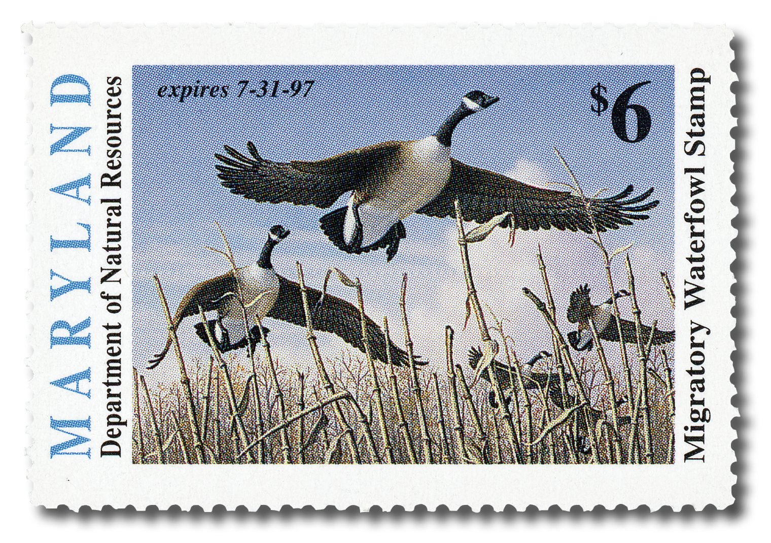 The Story of America’s Duck Stamps | Mystic Stamp Discovery Center